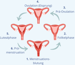 Ausfluss vor der Periode: Was Sie wissen sollten | Homed-IQ